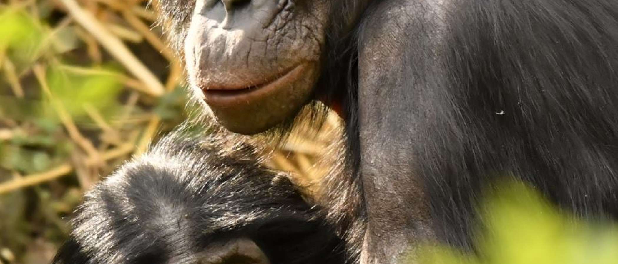 Ong ADDA: Suiza se adelanta a España y aprueba defender los derechos ...